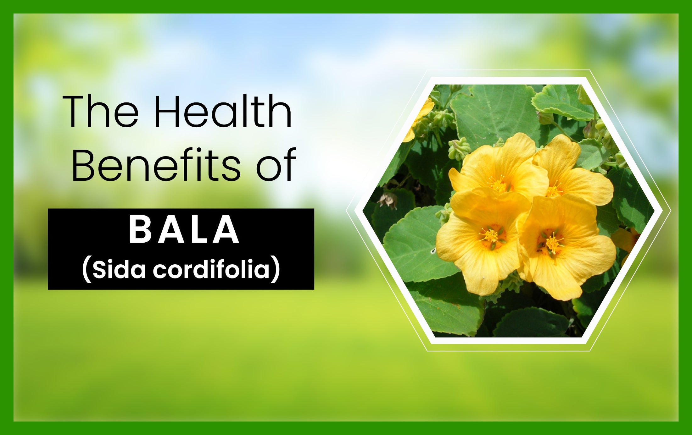 The Health Benefits of Bala (Sida cordifolia)